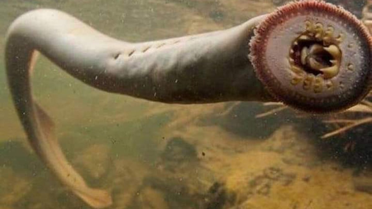 Lamprey fish “ ปลาปรสิตกระหายเลือดสืบพันธ์แล้วตาย