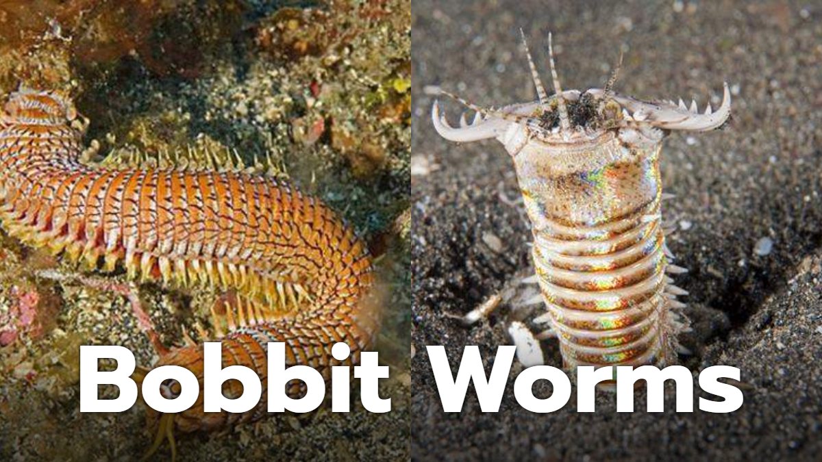 สำรวจโลกอันน่าทึ่งของ Bobbit Worms