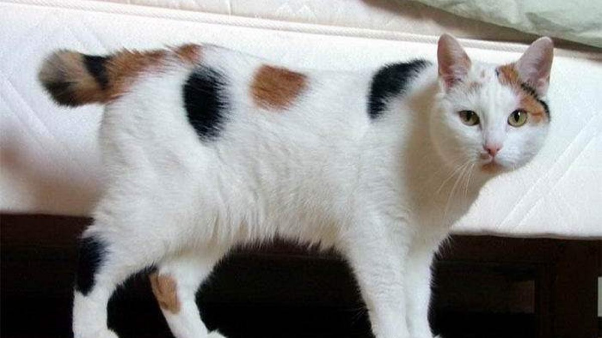 แมว เจแปนนิส บ็อบเทล Japanese Bobtail แมวหางกุดญี่ปุ่นหายากที่มีหางสั้น ...