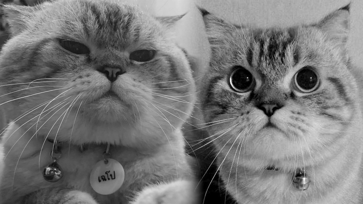 เหล่าแก๊งเก่า VRZO จากรายการ รายการ We are lovely pet ร่วมอาลัยการจากไป ...