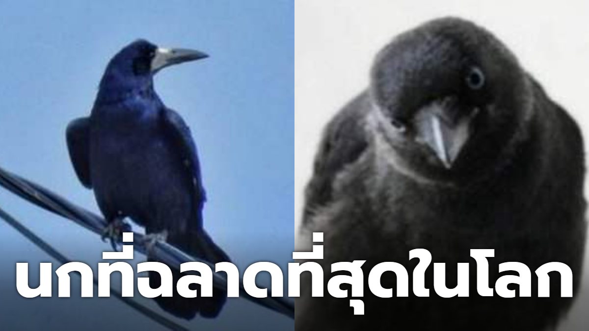 นกที่ฉลาดที่สุดในโลก