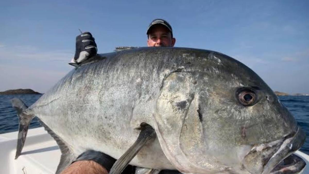 ปลากะมงพร้าวยักษ์ ที่คนนิยมตกปลาชนิดนี้เล่นเป็นเกมกีฬา