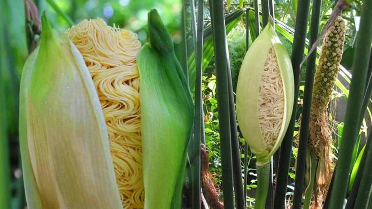 “Noodle Tree” มีราคาแพง และหายากมาก มีลักษณะภายนอกเหมือนข้าวโพด ข้างใน ...