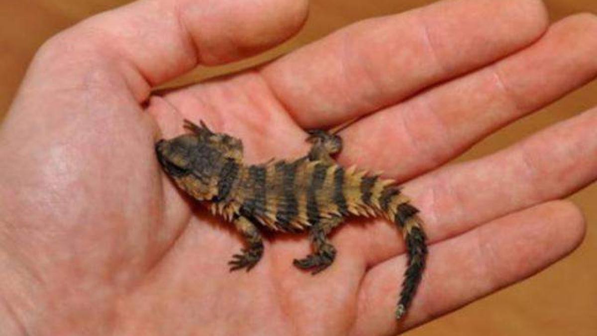 กิ้งก่าที่เหมือนไดโนเสาร์มากที่สุด