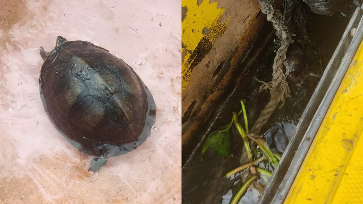 เลิกปล่อยเต่าลงแม่น้ำกันเถอะ...มีไม่กี่ตัวหรอกนะ ที่โชคดีได้มีคนช่วย ...