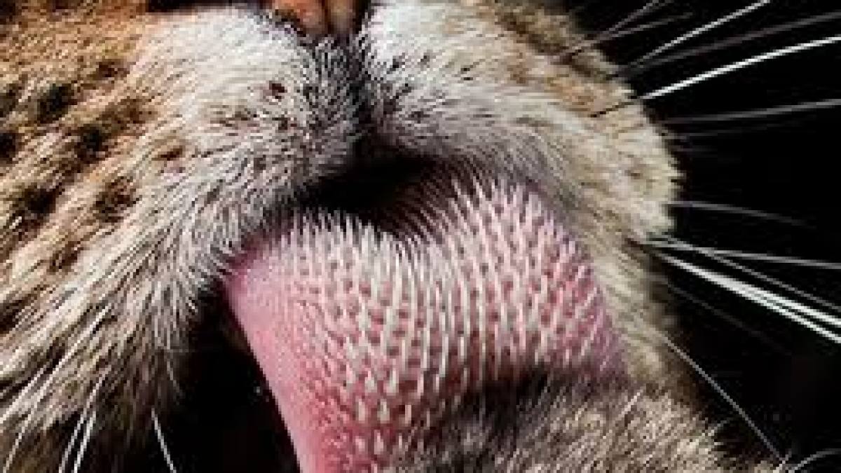 ปลาลิ้นแมวปลาแปลกๆตัวปลาเหมือนลิ้นแมว