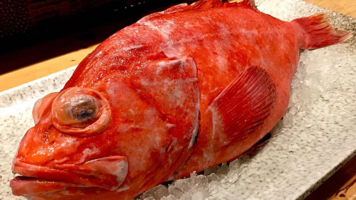 Menuke ปลาทะเลลึกหายากราคาค่อนข้างสูงของญี่ปุ่น