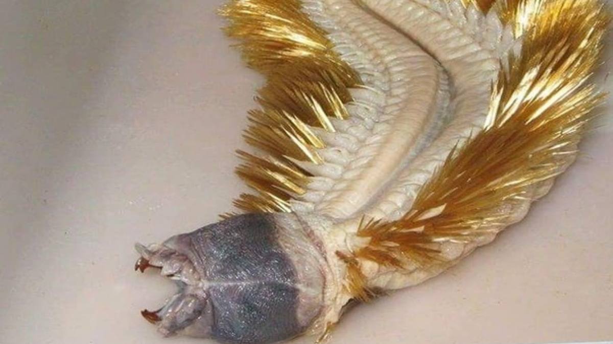 หนอนเกล็ดแอนตาร์กติกหรือที่รู้จักในชื่อ Golden Worm ( Eulagisca gigantea)