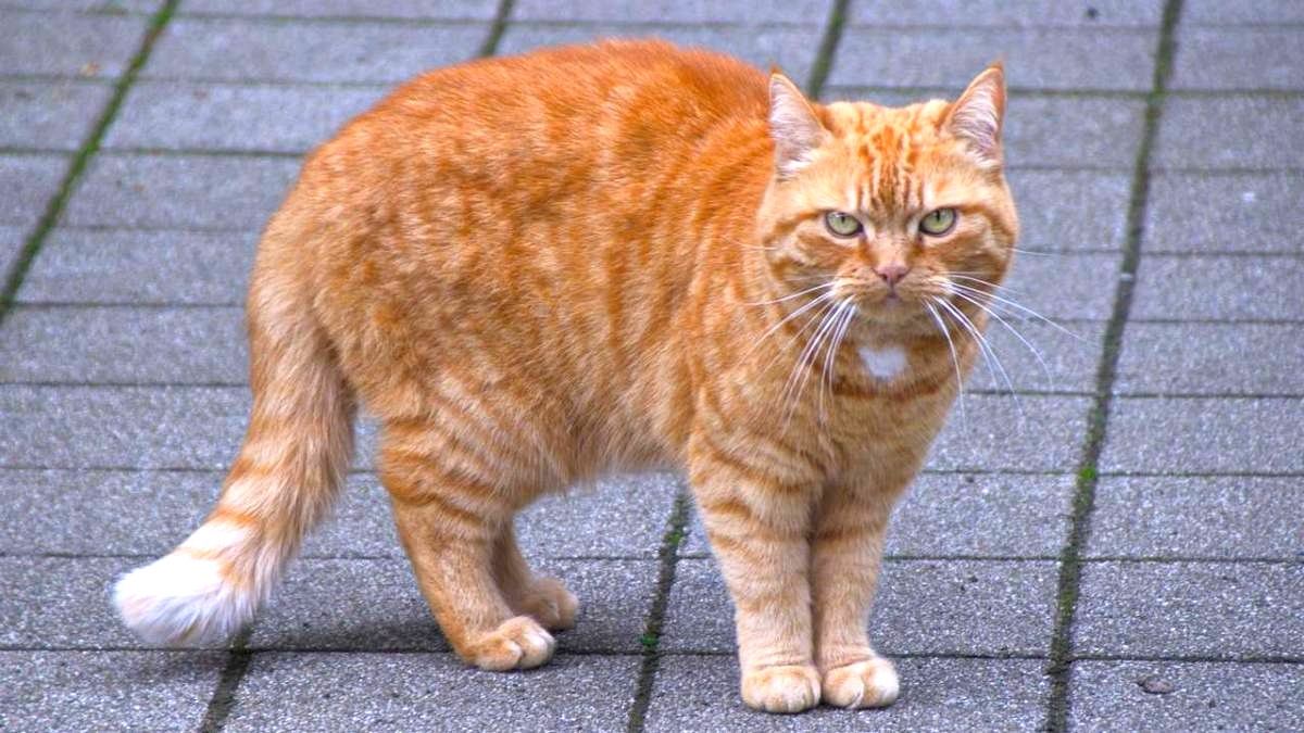 หางแมวบอกอารณ์ของ น้องแมว