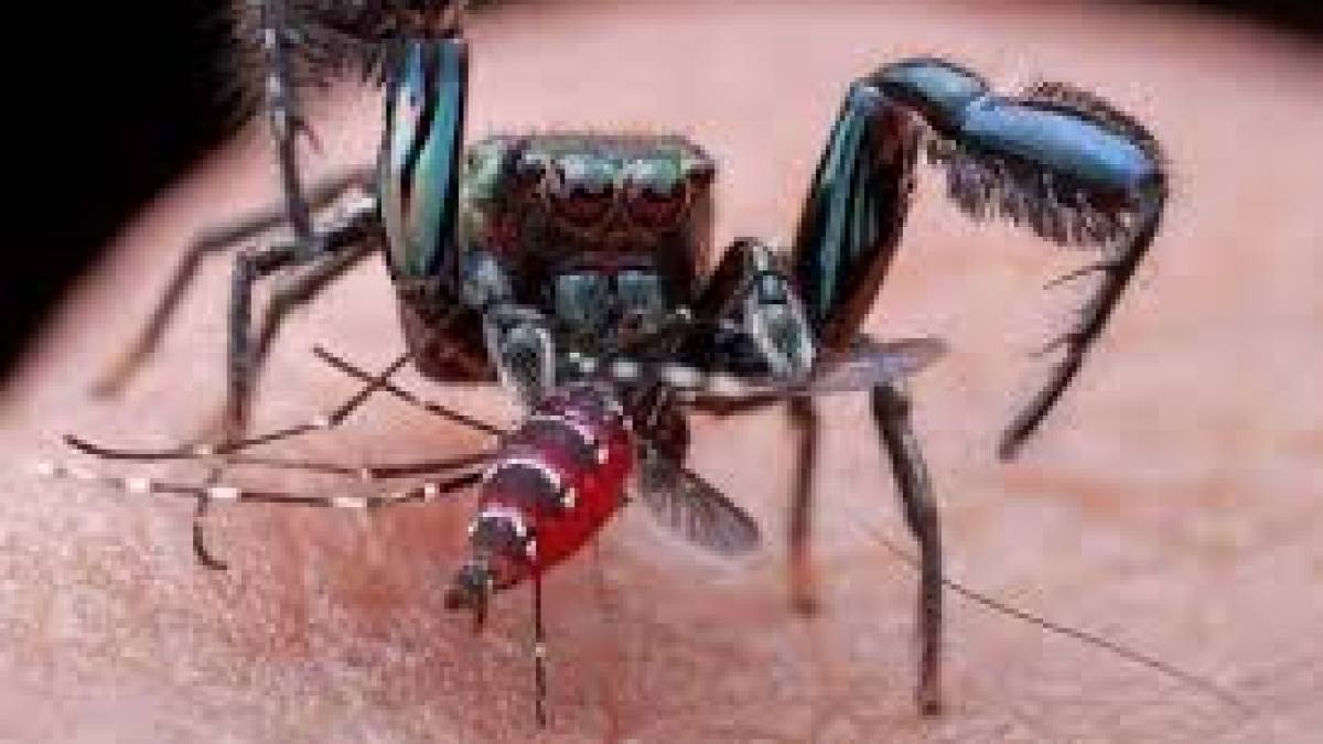 Vampire Spiders: Selective Predators of Blood-filled Female Mosquitoes ...