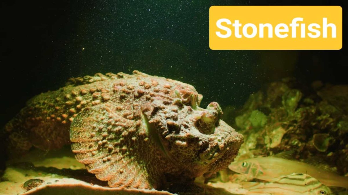 Stone fish (GIF)