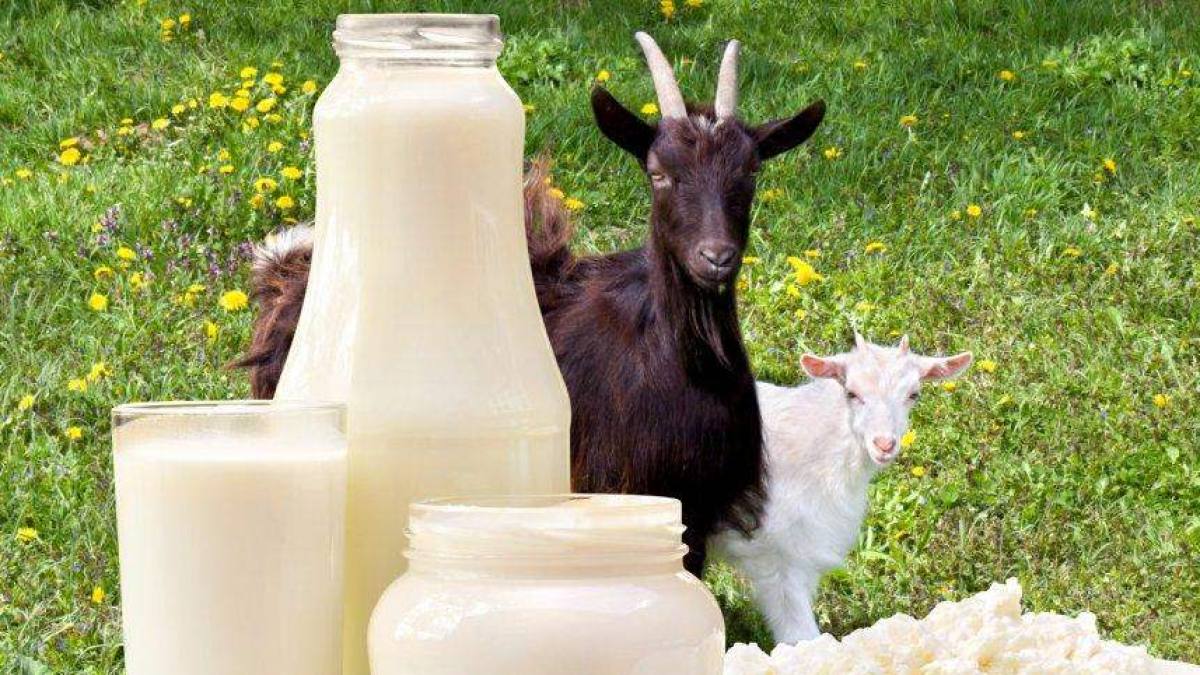 ผลวิจัยเผย ดื่มนมแพะจะอายุยืนถึง 100 ปี