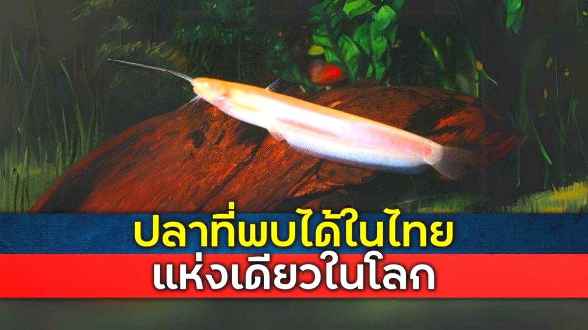 สายพันธุ์ปลาหายาก ที่พบได้เพียงแห่งเดียวในโลกที่ประเทศไทย