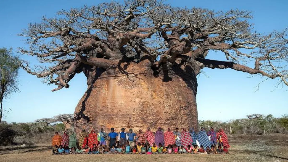 ต้นBaobab Tree Tsitakakantsa อันศักดิ์สิทธิ์ Adansonia Grandidieri เบา ...