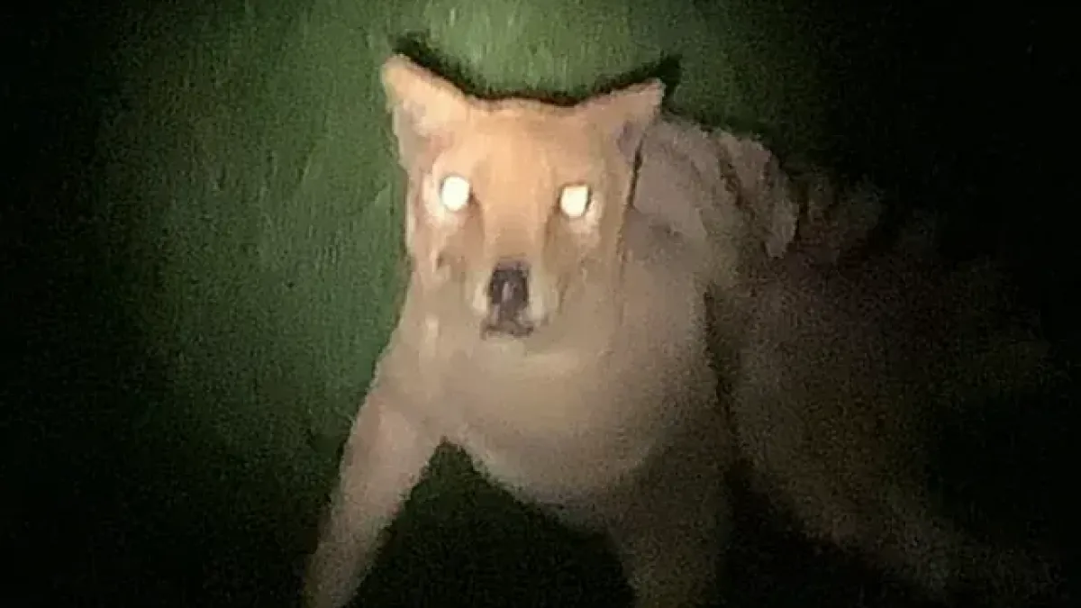 ชาวเน็ตบอกว่าพบเสือแทสเมเนียนตัวเป็นๆ