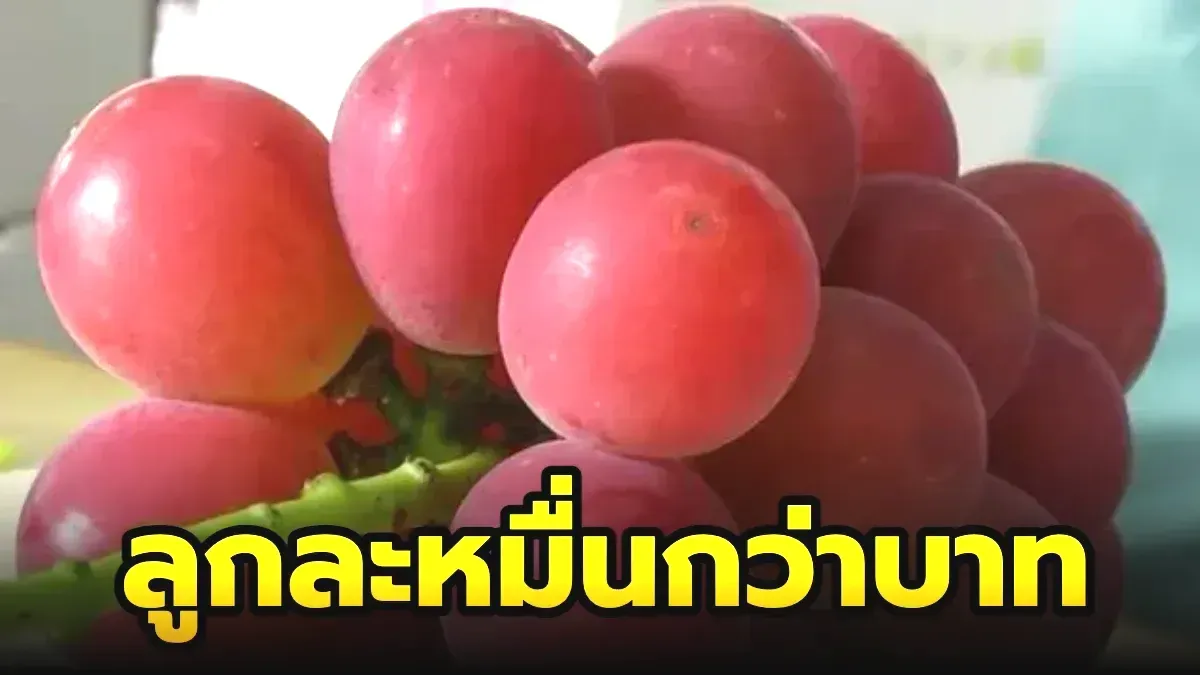 องุ่น Ruby Romans แพงที่สุดในโลก ลูกละ 10.000 กว่าบาท