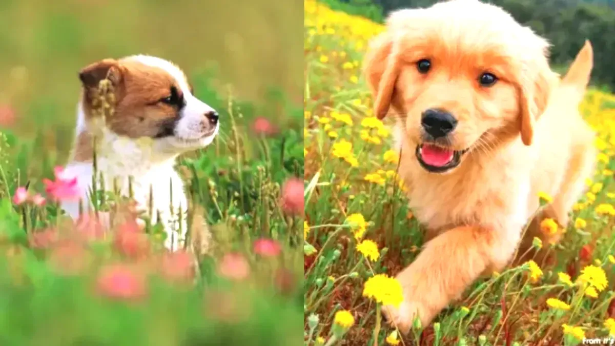 puppies in the garden