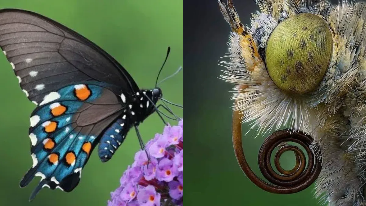 ปากแบบดูดกิน (Siphoning type) ของผีเสื้อ: หนึ่งในความมหัศจรรย์ของธรรมชาติ