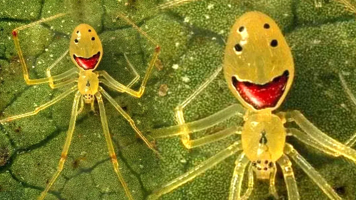 แมงมุมยิ้ม (Smiley Spider)หากยากที่สุด