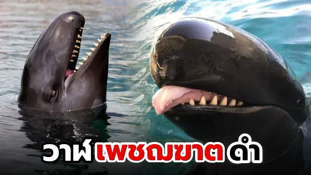 วาฬเพชฌฆาตดำ: นักล่าแห่งท้องทะเลลึก แต่หน้าแสนแบ๊ว เหมือนน้อนหมา มีครีบ ...