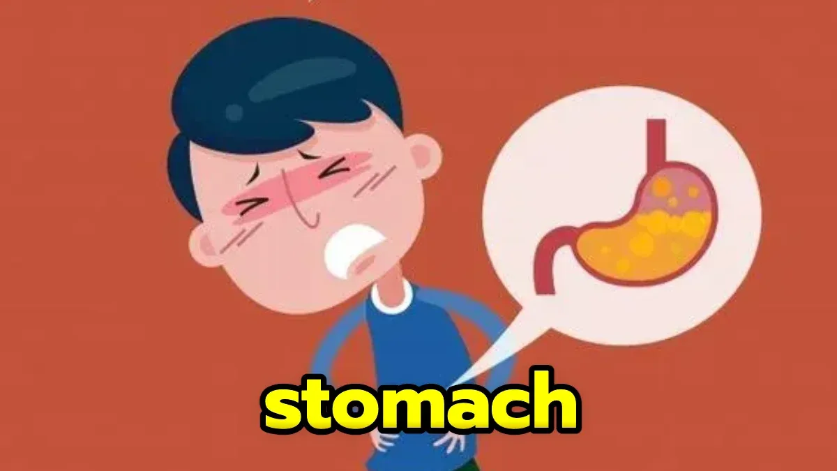 stomach: ท้อง