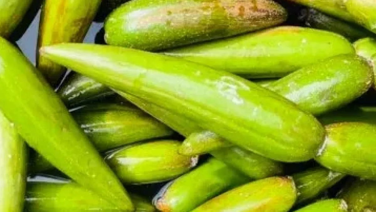 มะเขาควาย