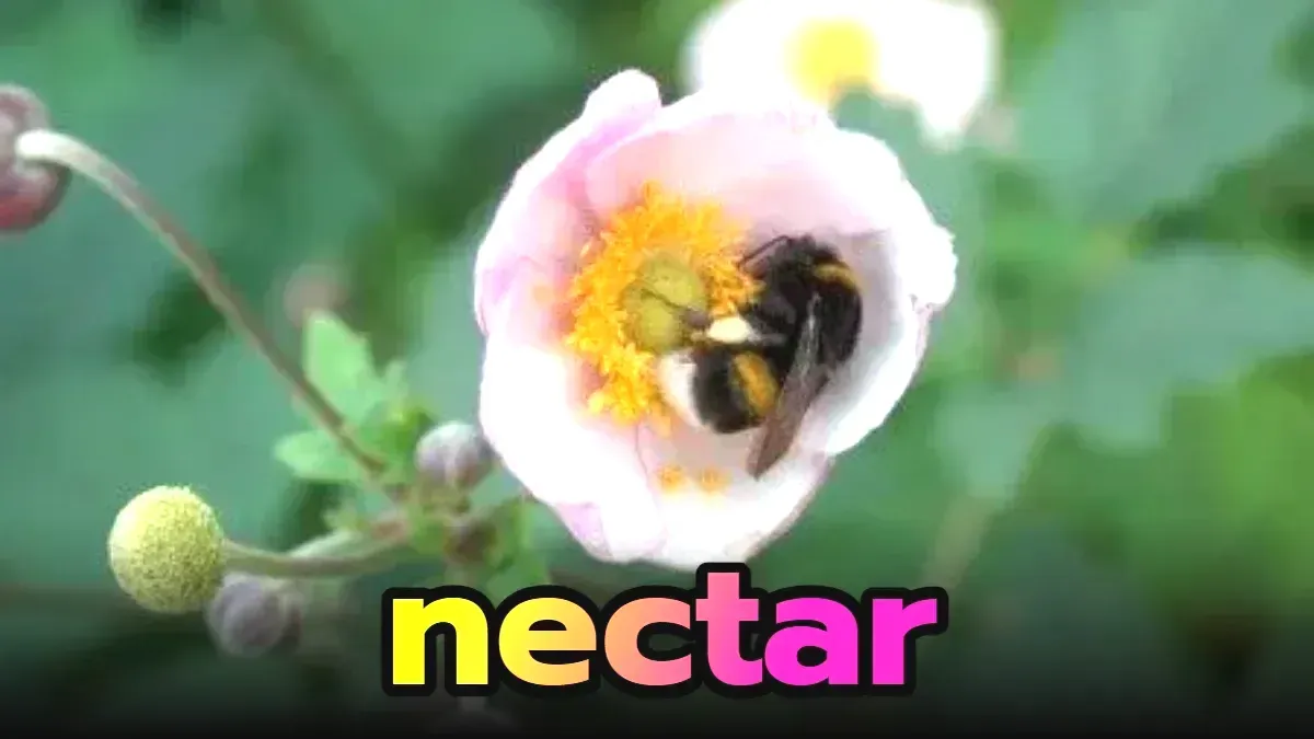 nectar: น้ำหวาน น้ำหวานในดอกไม้