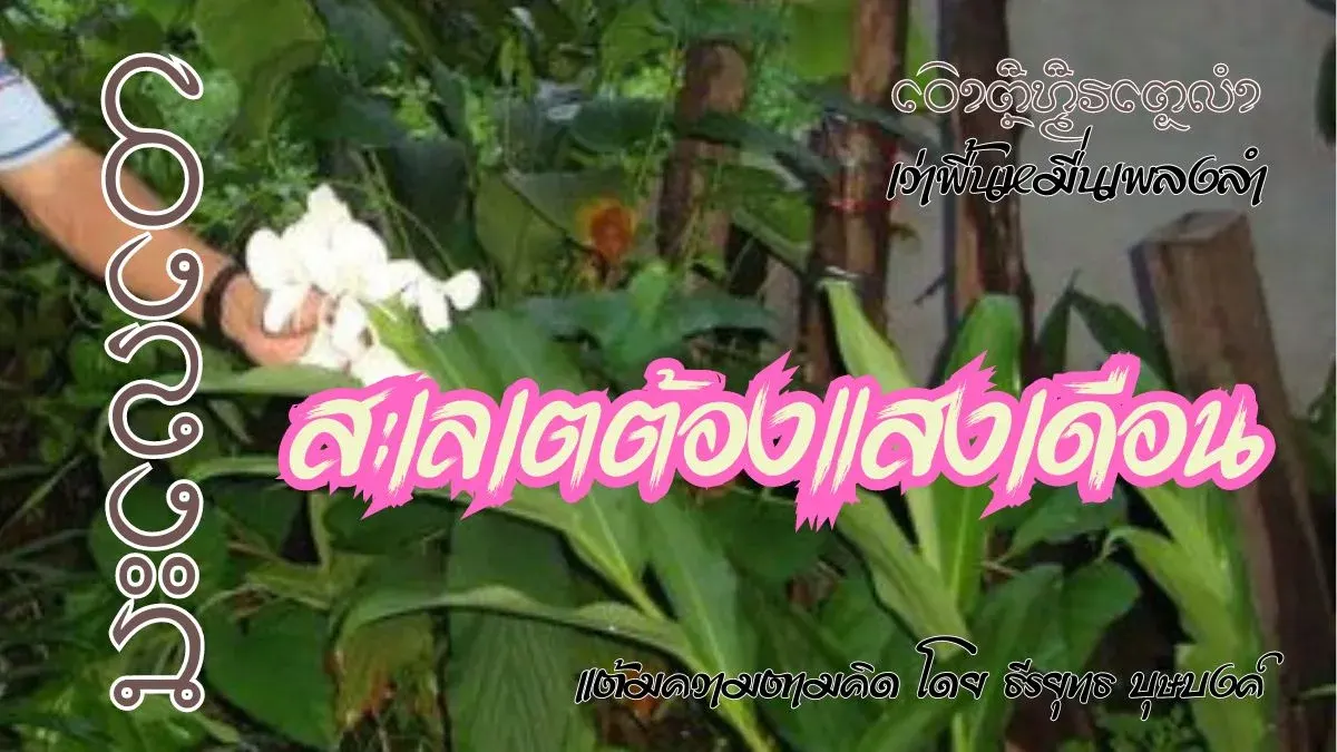 สะเลเตต้องแสงเดือน