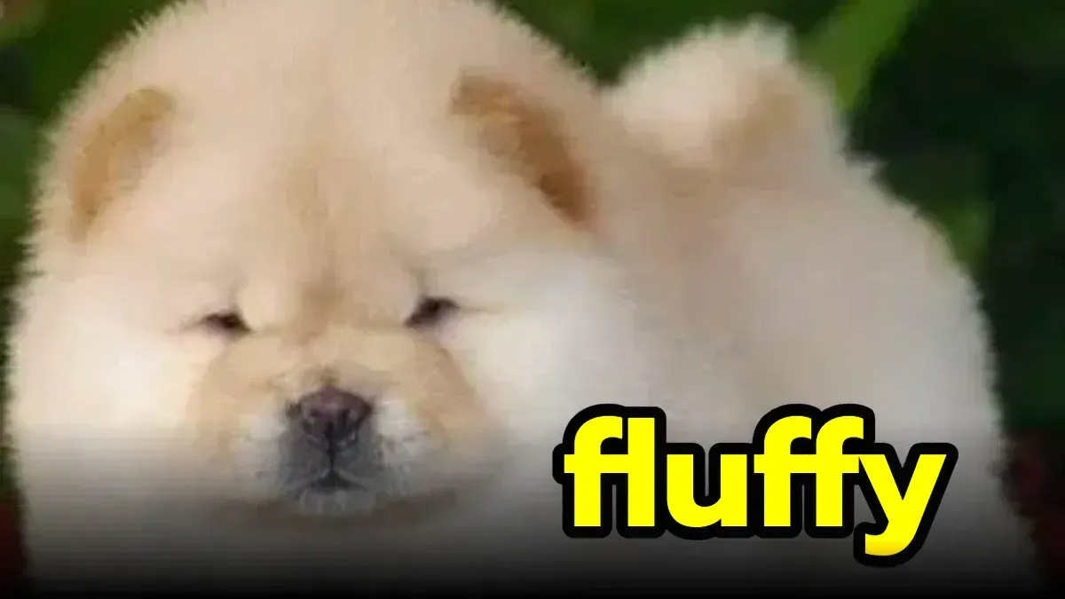 fluffy: ปุย ฟู