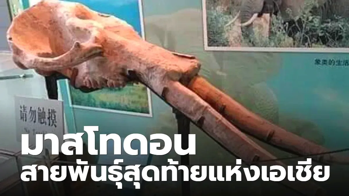Mammut borsoni: มาสโทดอนสายพันธุ์สุดท้ายแห่งเอเชียและยักษ์ใหญ่ที่สุดใน ...