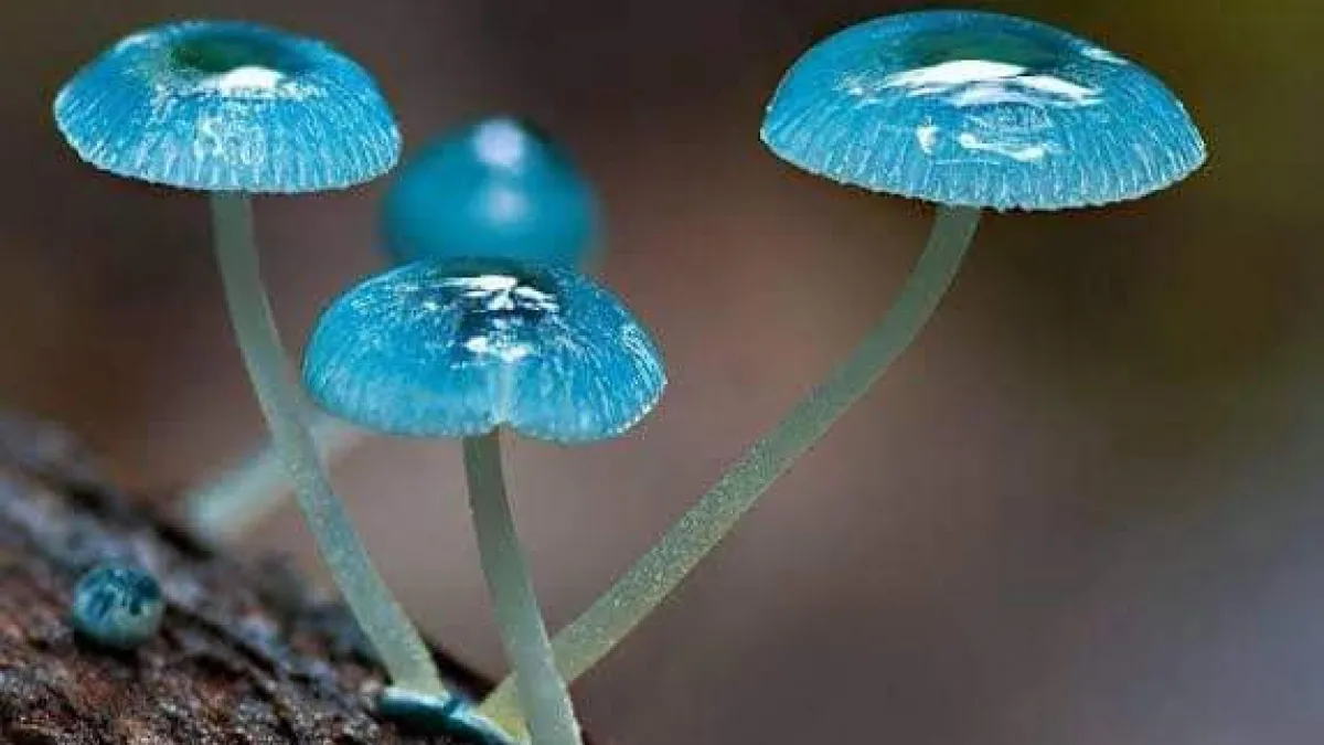 เห็ดสีฟ้าอันงดงามดุจอัญมณี "Mycena interrupta" หรือ Pixie's Parasol แห่งป่า