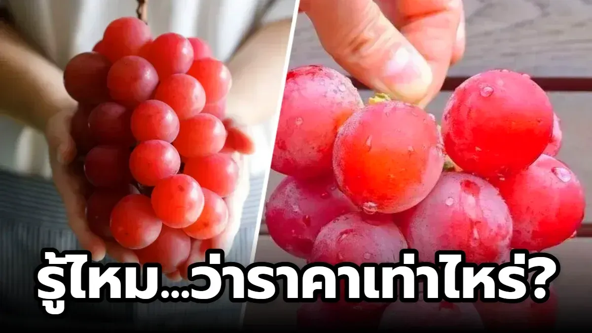 Ruby Romans องุ่นที่แพงที่สุดในโลก – รสชาติของความหรูหราจากญี่ปุ่น