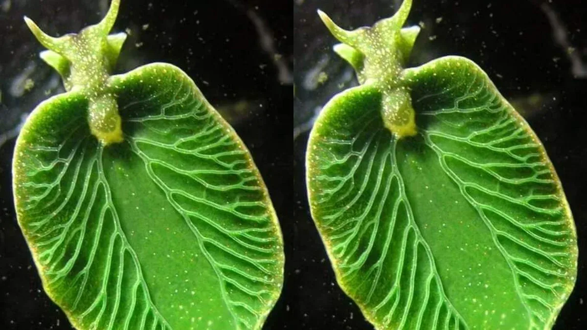 Elyisa Chlorotica: ทากใบไม้ ผู้สังเคราะห์แสงได้เหมือนพืช"