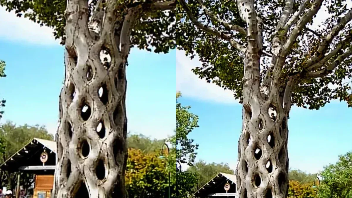 “Circus Tree” ศิลปะแห่งธรรมชาติที่รังสรรค์ด้วยความอดทนและจินตนาการ