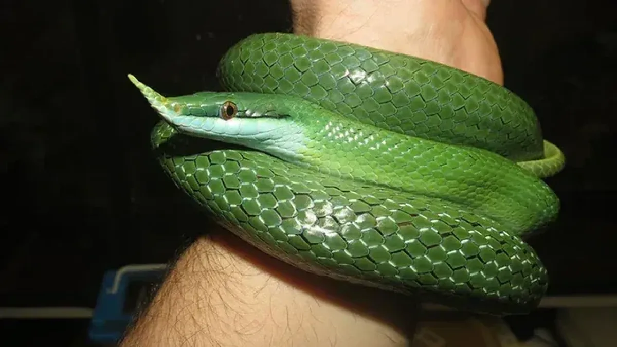 งูหนูแรด (Rhinoceros Ratsnake) งูเขียวมีหงอน งูที่ทำให้หลายคนนึกถึงพญานาค