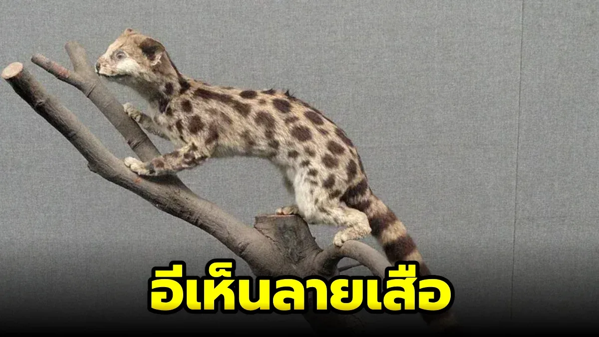 อีเห็นลายเสือสัตว์แปลกๆที่กำลังจะสูญพันธุ์