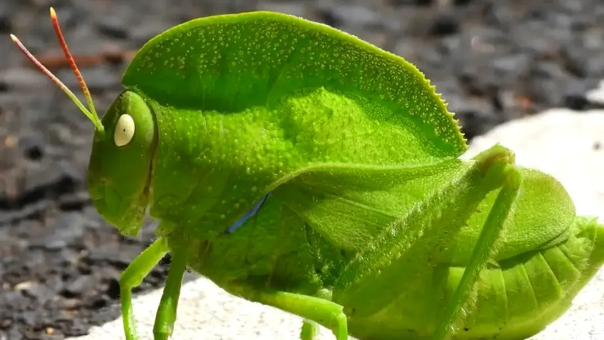 เหมือนหลุดมาจากจอทีวี! ตั๊กแตน Teratodes monticollis กับศิลปะแห่งการพรางตัว