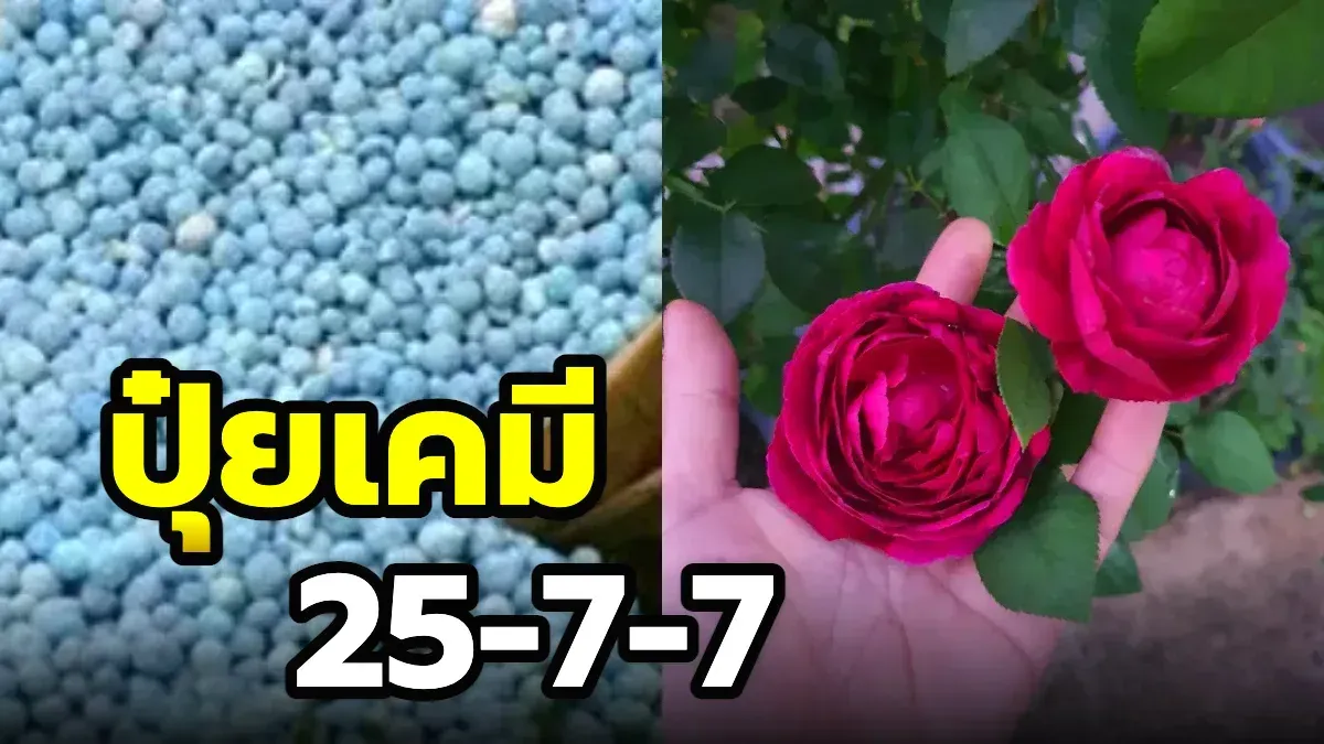 25-7-7คือปุ๋ยเคมีนะจ๊ะ