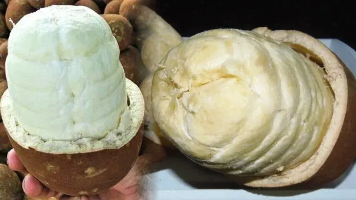 คัพพอสสู (Cupuassu) ผลไม้หน้าตาแปลกจากลุ่มน้ำอเมซอนที่มากด้วยคุณประโยชน์