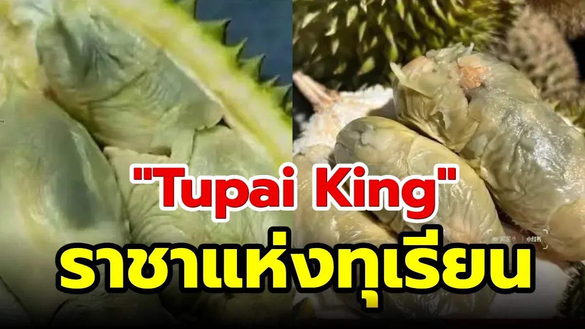 "Tupai King ราชาแห่งทุเรียนหายากแห่งมาเลเซีย – หวาน เหนียว หรูหราในคำเดียว"