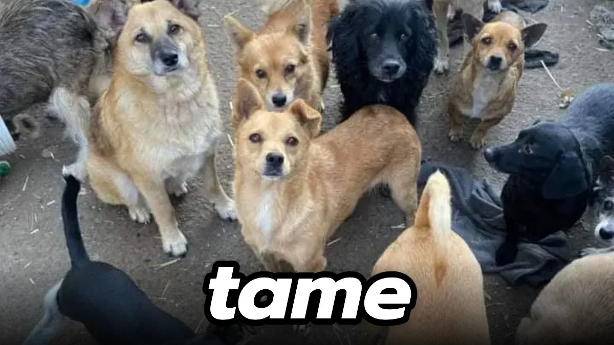 tame: เชื่อง