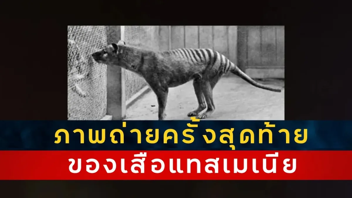 รูปถ่ายครั้งสุดท้ายของเสือแทสเมเนีย ก่อนที่จะสูญพันธุ์ไปตลอดกาล