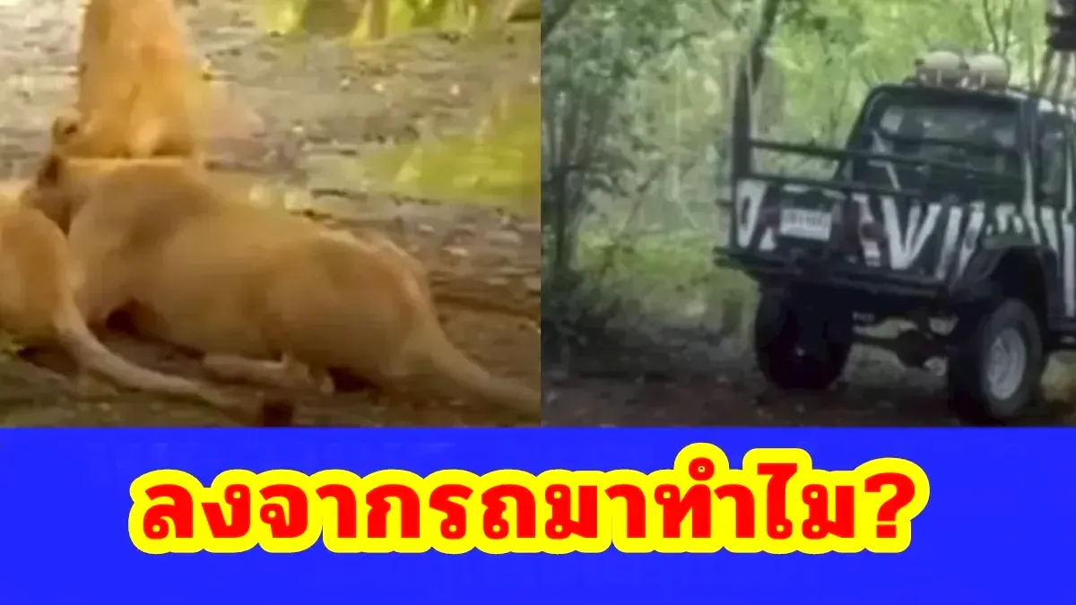 สิงโตรุมขย้ำเจ้าหน้าที่สวนสัตว์ เผยเหตุผลทำไมลงจากรถก่อนเกิดเหตุ