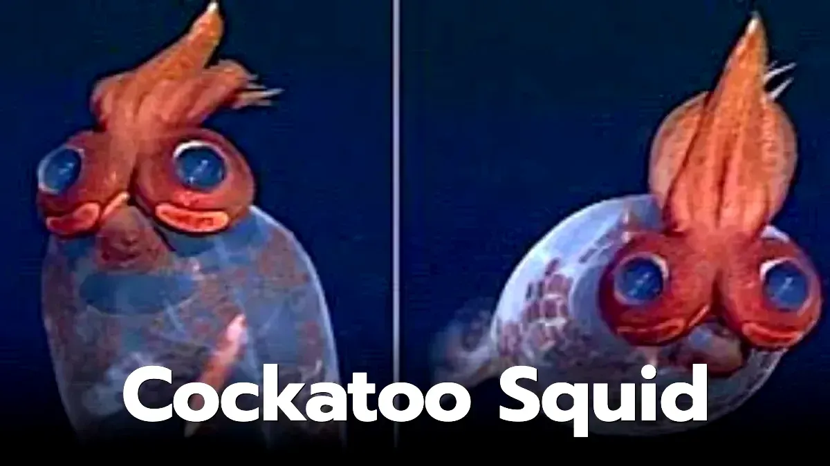 “หมึกแก้วค็อกคาตู”(Cockatoo Squid)