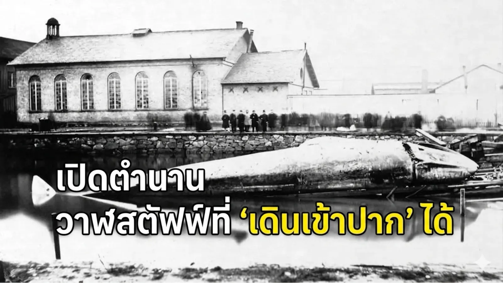 เปิดตำนาน “Malm Whale” วาฬสตัฟฟ์ตัวเดียวในโลก! เคยให้คน “เดินเข้าปากวาฬ ...
