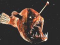 ปลาตกเบ็ด-anglerfish-นักล่าแห่งห้วงลึกมหาสมุทร