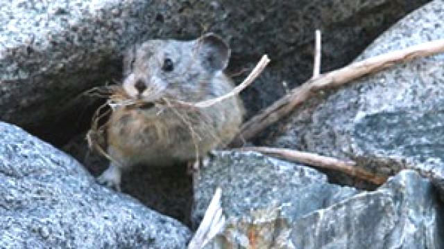 ไพกา (Pika, Pica)