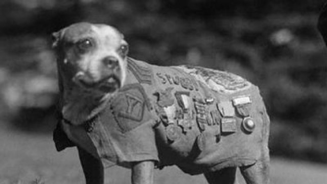 ฮีโร่ตัวจริง! สทูบบี้ (Stubby) สุนัขทหารตัวแรกของโลก