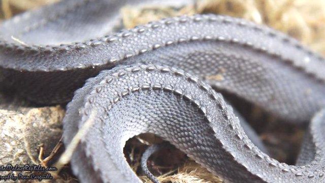 Dragon Snake งูพันธุ์หายาก แต่ เท่ มาก