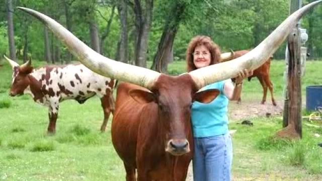 WATISU COW หนึ่งในสายพันธุ์วัวแปลกประหลาดที่สุดในโลก